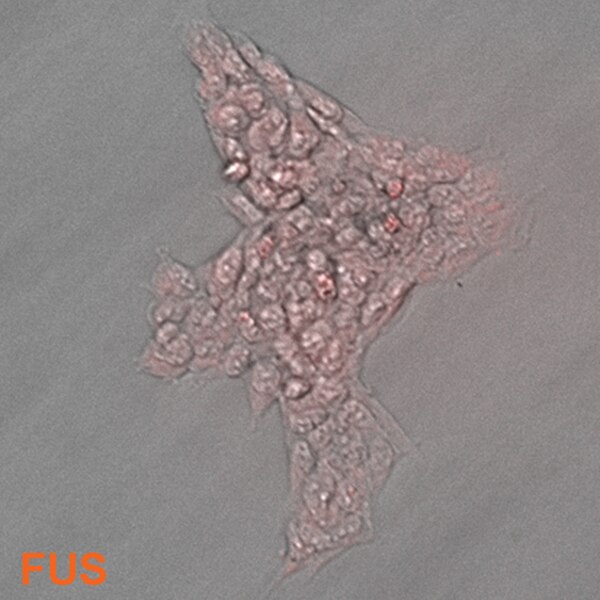 HEK293 FUS Knockout Human Cell Line | SCC292